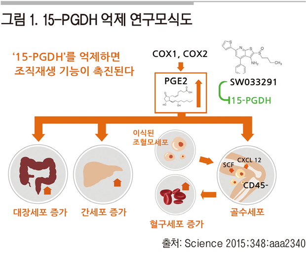 PGE2 재발견, 조직재생 물론 암예방도