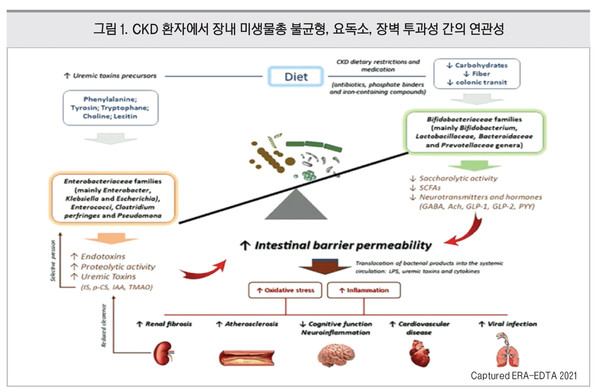 CKD 환자에서 장내 미생물총과 요독소 치료 전략