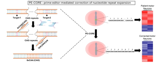 국내 연구팀, 유전자 치료 위한 PE-CORE 기술 개발